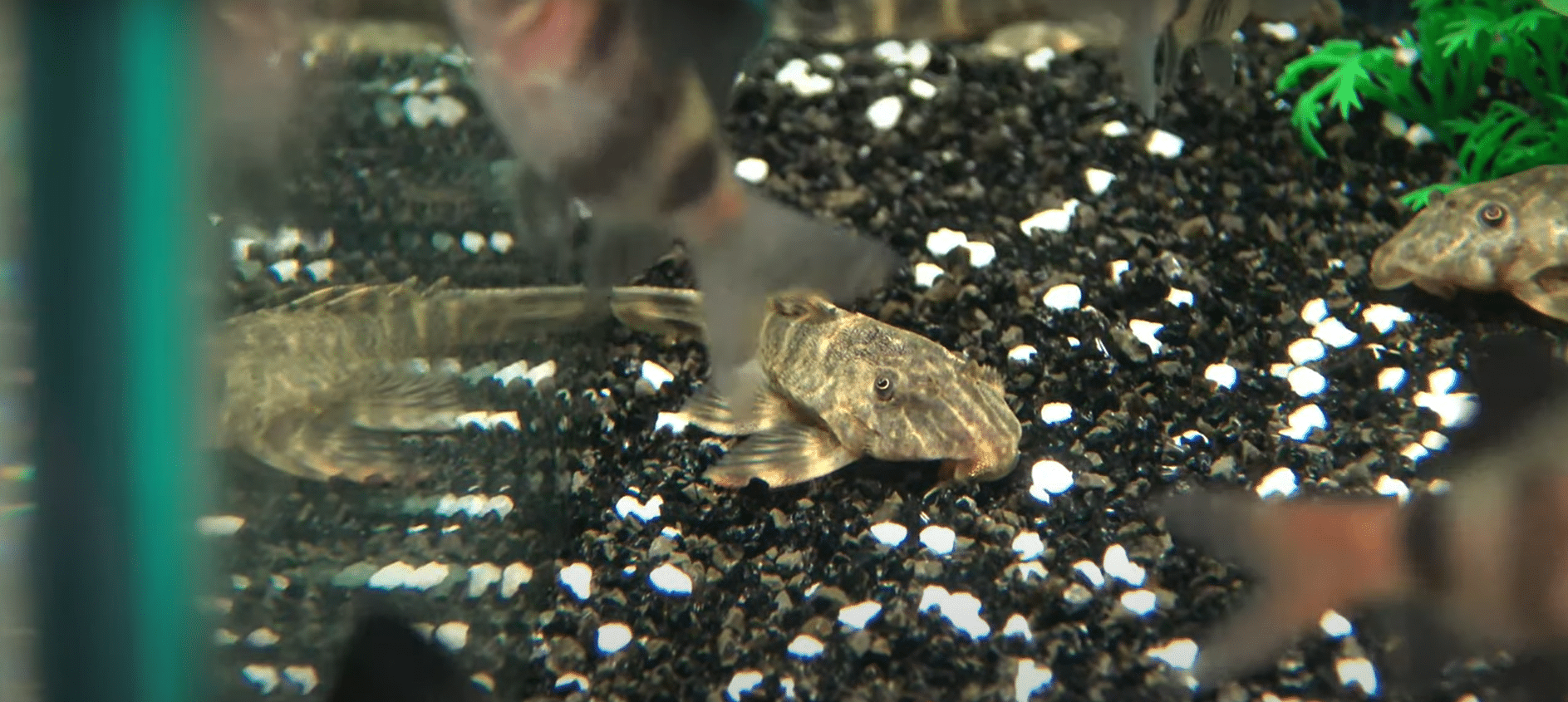 CLOWN PLECO care guide: size, diet, lifespan, & more explained
