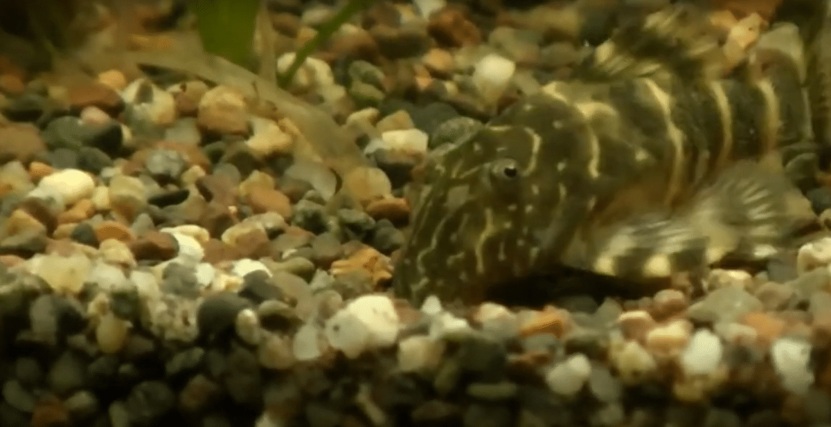 CLOWN PLECO care guide: size, diet, lifespan, & more explained