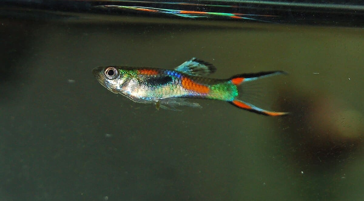 10 STUNNING & COLOURFUL fish species for your tank