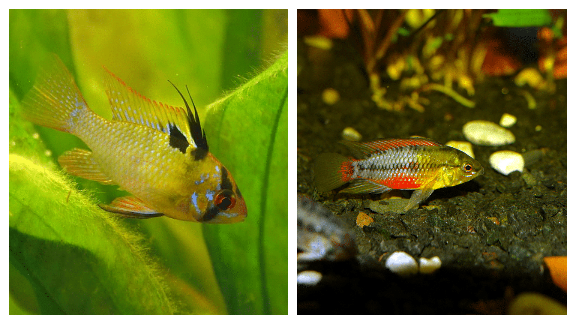 APISTOGRAMMA care guide: size, diet, lifespan & MORE