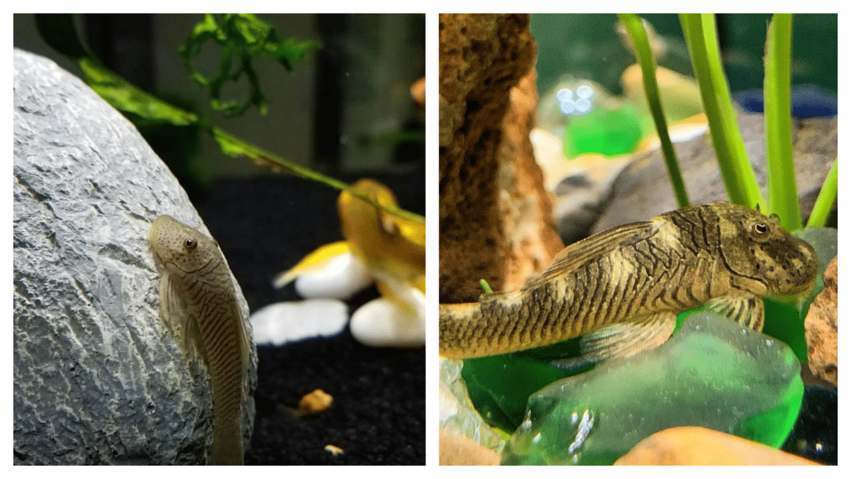 Rubber Lip Pleco CARE GUIDE: size, diet, lifespan, & more