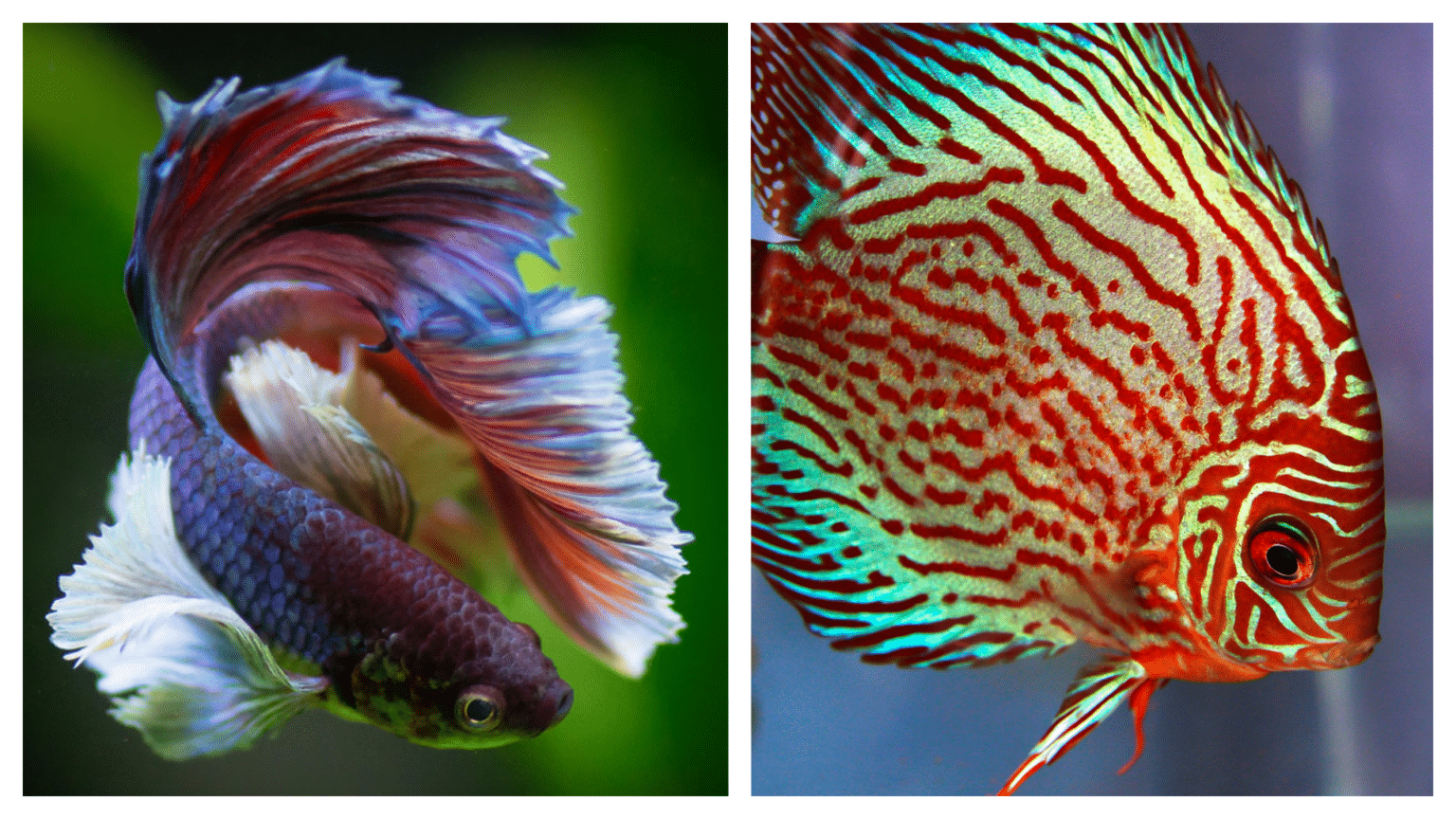10 STUNNING & COLOURFUL fish species for your tank