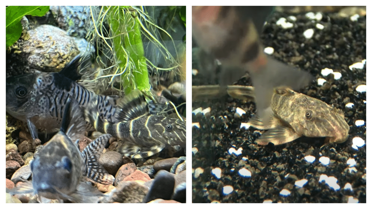 CLOWN PLECO care guide: size, diet, lifespan, & more explained