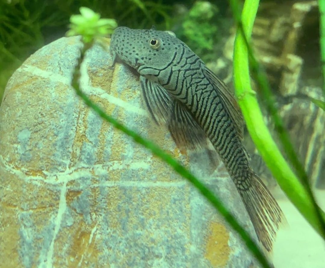 Rubber Lip Pleco CARE GUIDE: size, diet, lifespan, & more