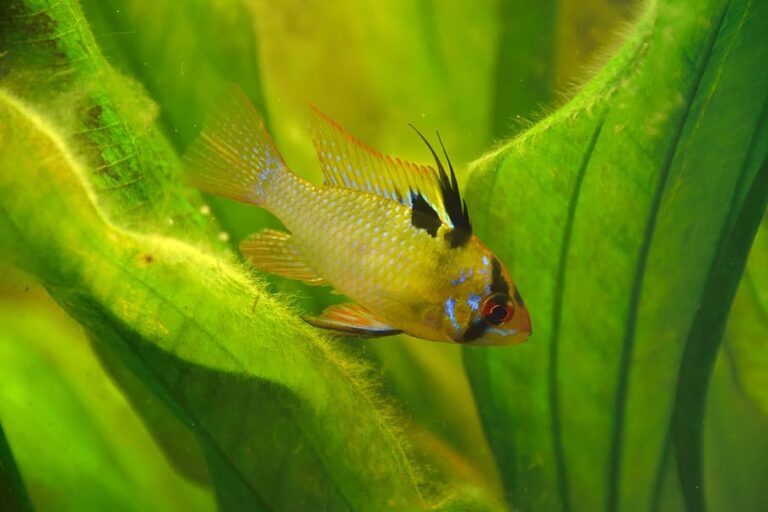 APISTOGRAMMA care guide: size, diet, lifespan & MORE