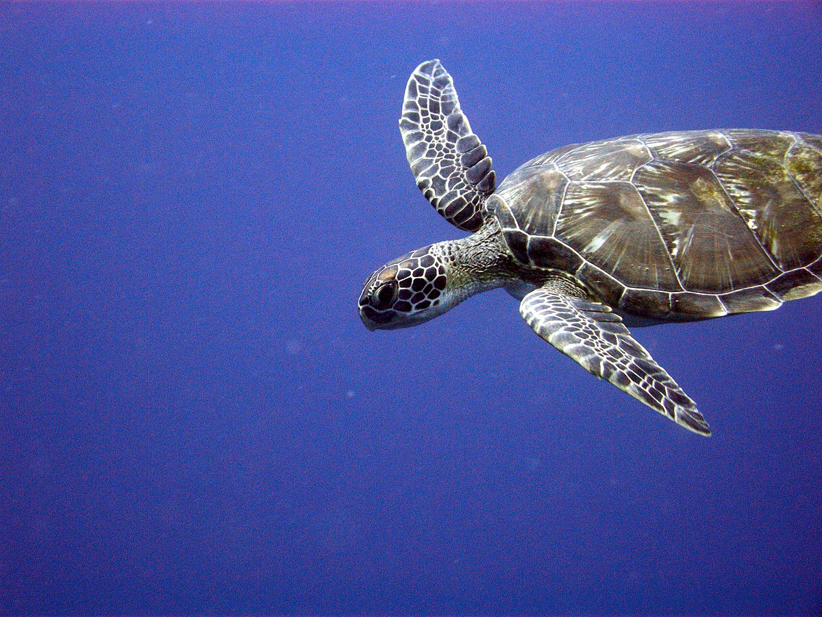 Where to SWIM with TURTLES in EUROPE: the 10 best spots