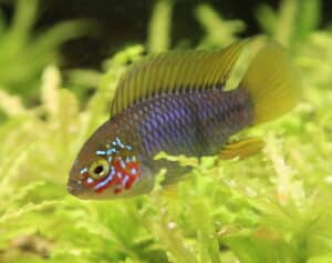 APISTOGRAMMA care guide: size, diet, lifespan & MORE