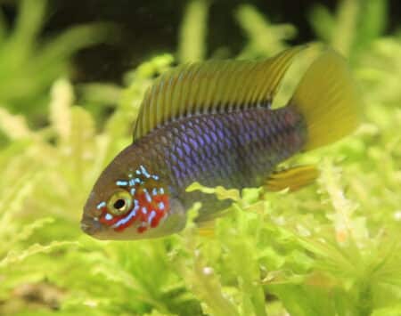 APISTOGRAMMA care guide: size, diet, lifespan & MORE