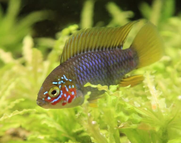 APISTOGRAMMA care guide: size, diet, lifespan & MORE