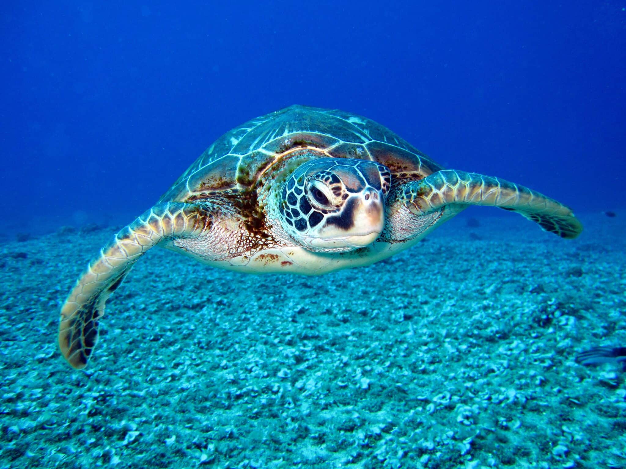 Where to SWIM with TURTLES in EUROPE: the 10 best spots