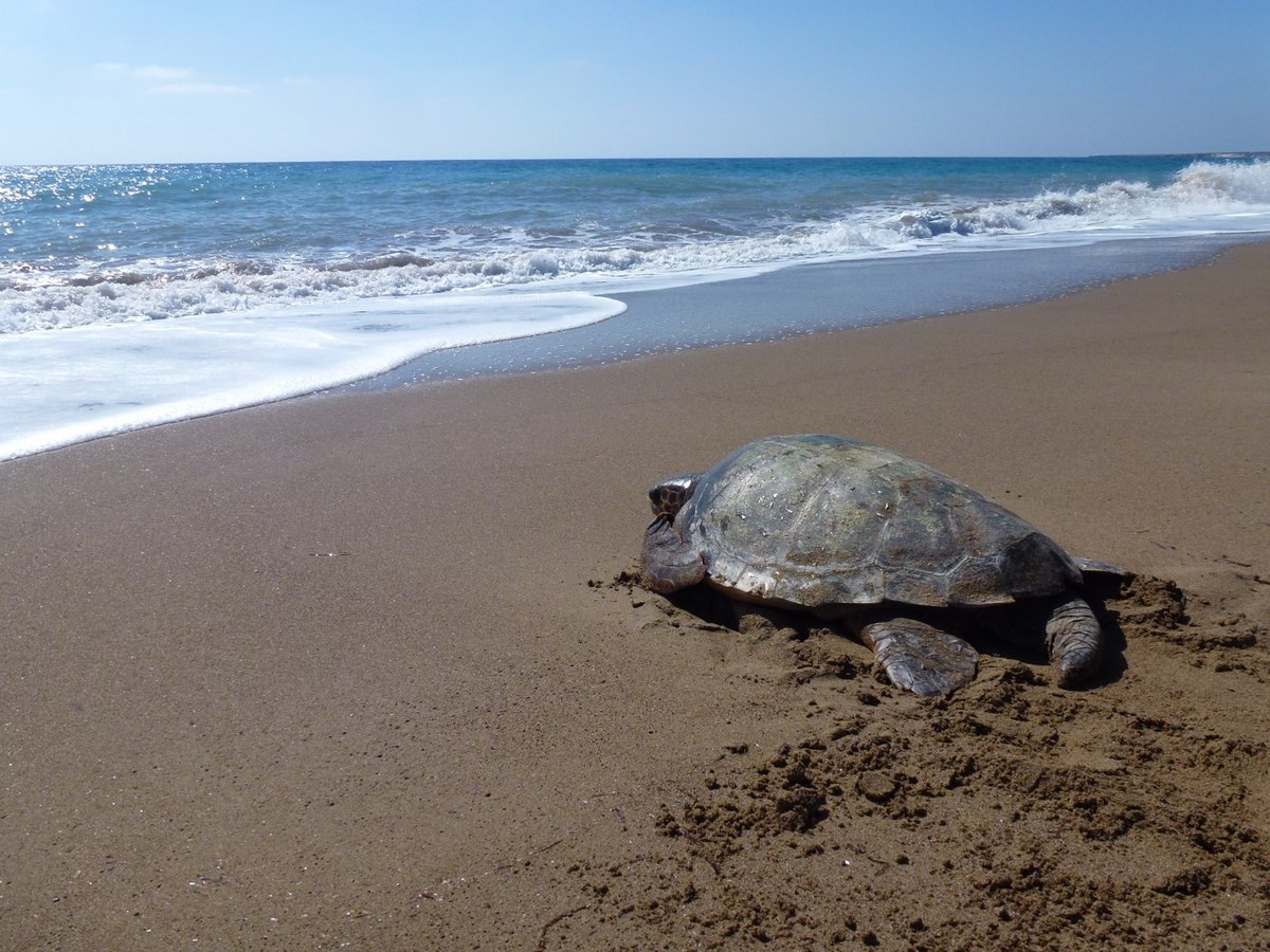Where to SWIM with TURTLES in EUROPE: the 10 best spots