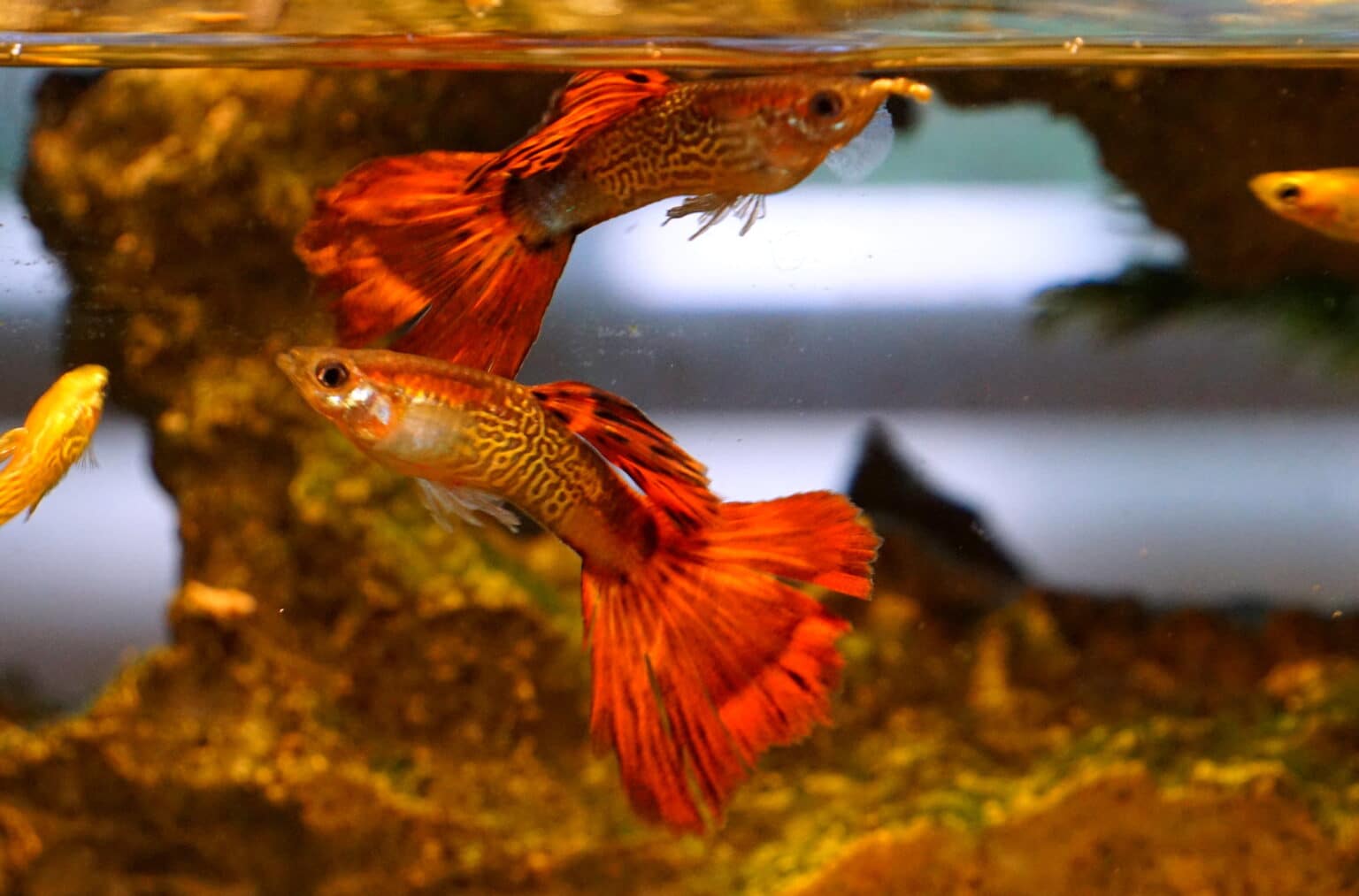 Top 30 COOLEST FISH for your tank or aquarium