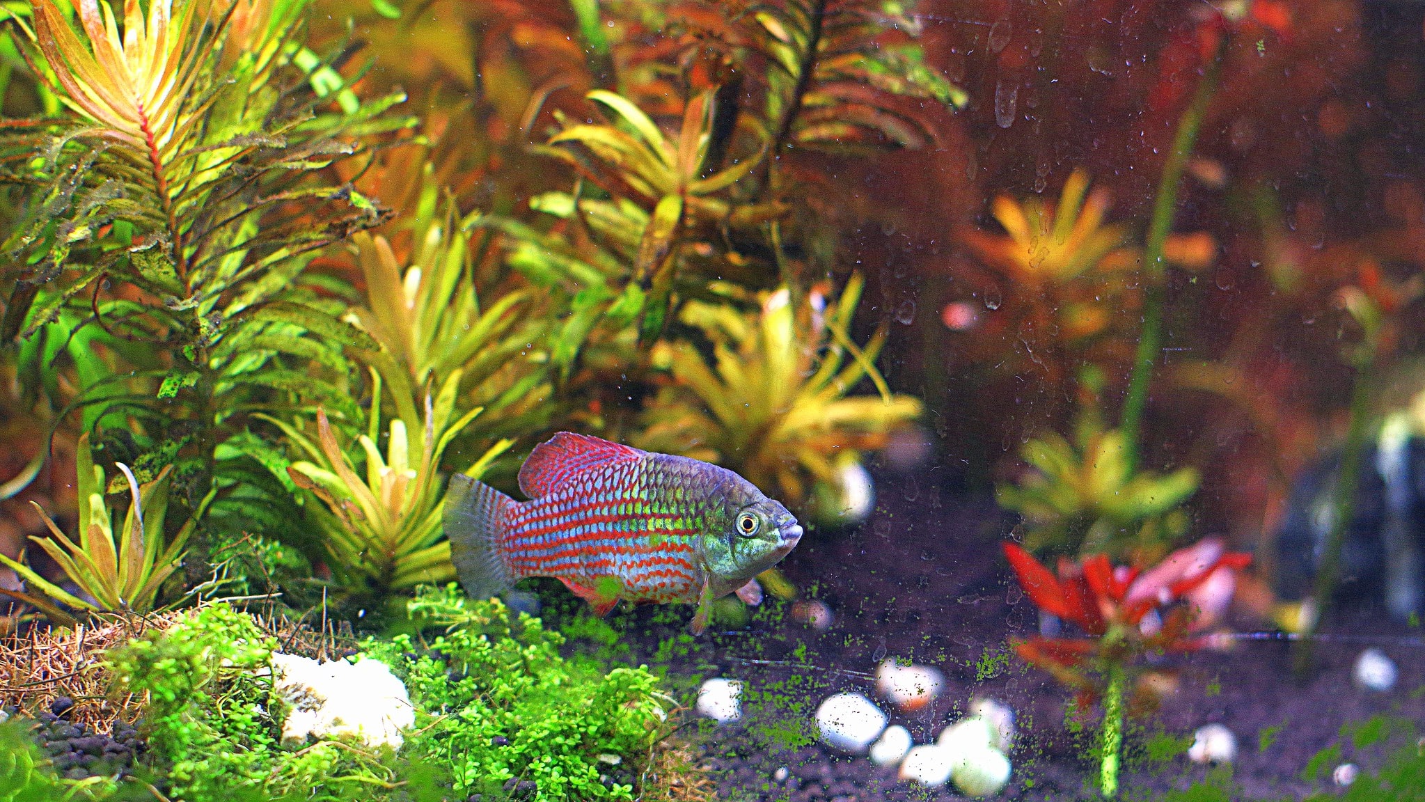Top 30 COOLEST FISH for your tank or aquarium