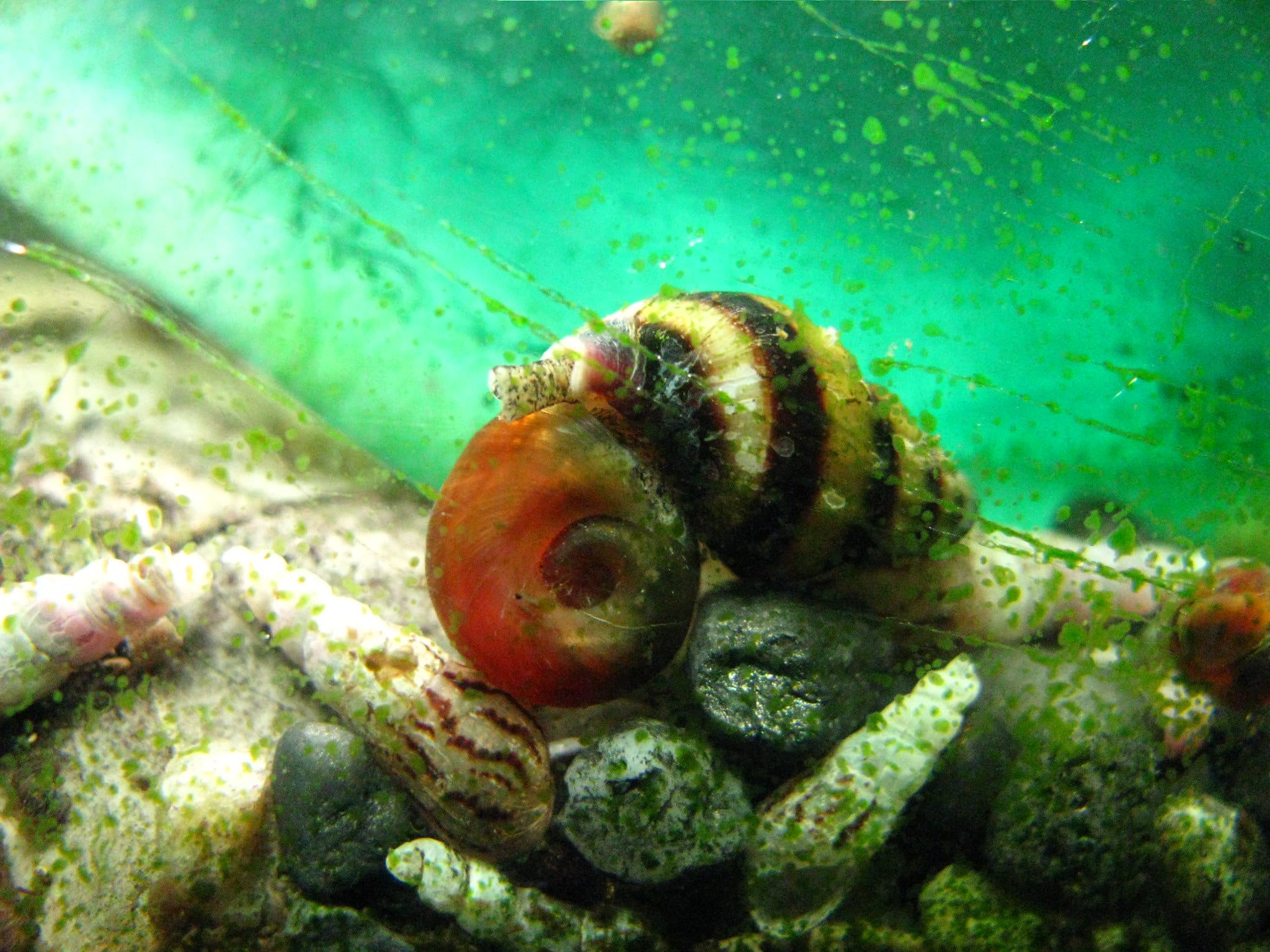 Identifying and MANAGING fish tank SNAIL EGGS: a guide
