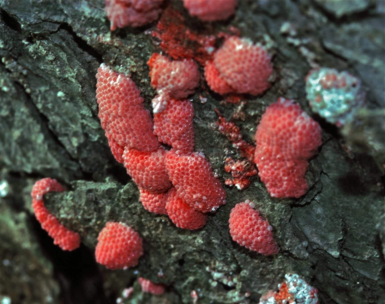 Identifying and MANAGING fish tank SNAIL EGGS: a guide