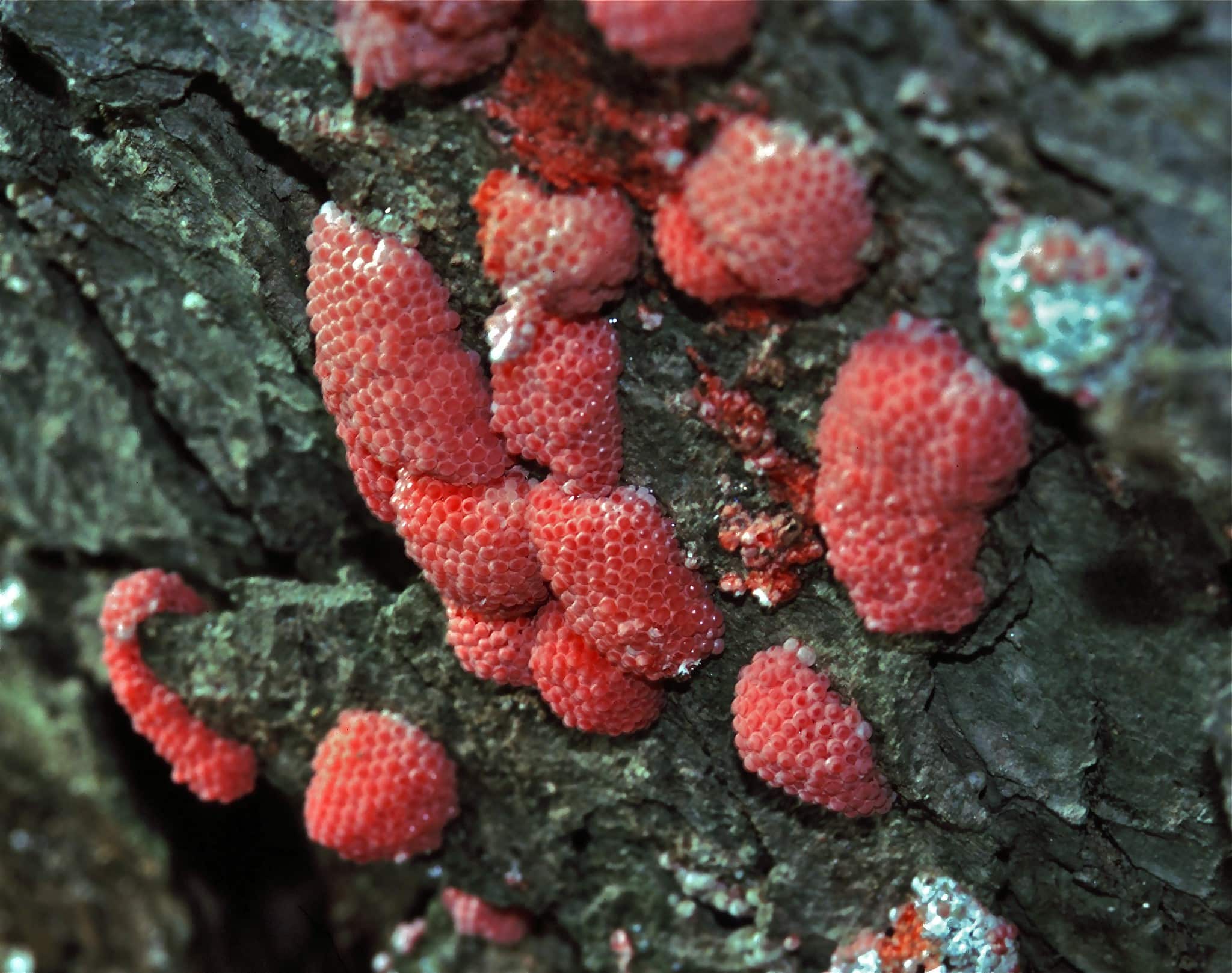 Identifying and MANAGING fish tank SNAIL EGGS: a guide