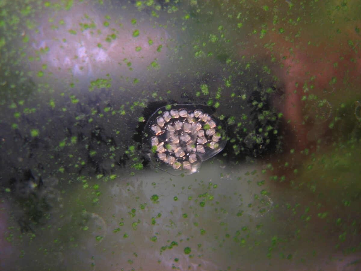 Identifying and MANAGING fish tank SNAIL EGGS: a guide