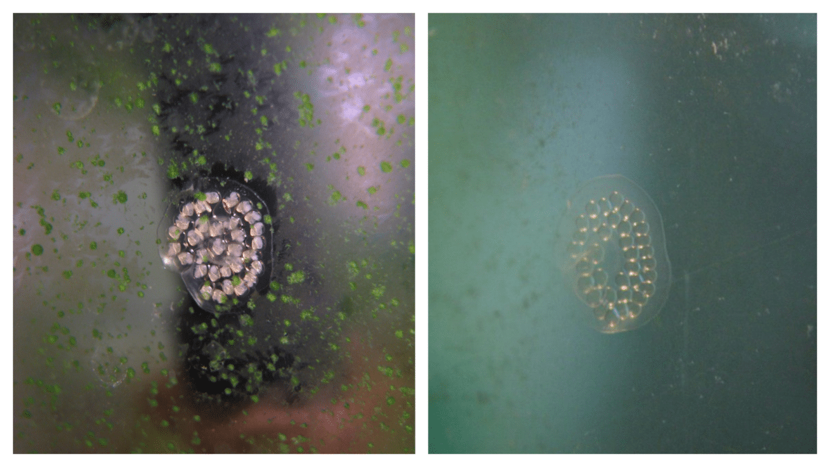 Identifying and MANAGING fish tank SNAIL EGGS: a guide