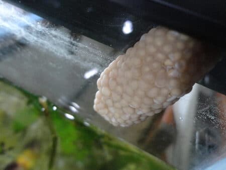 Identifying and MANAGING fish tank SNAIL EGGS: a guide