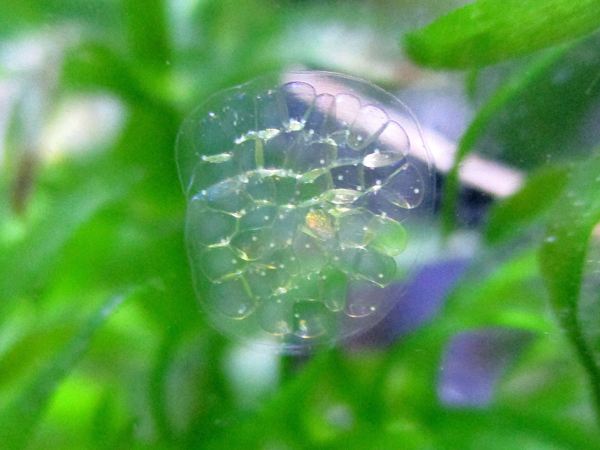 Identifying and MANAGING fish tank SNAIL EGGS: a guide