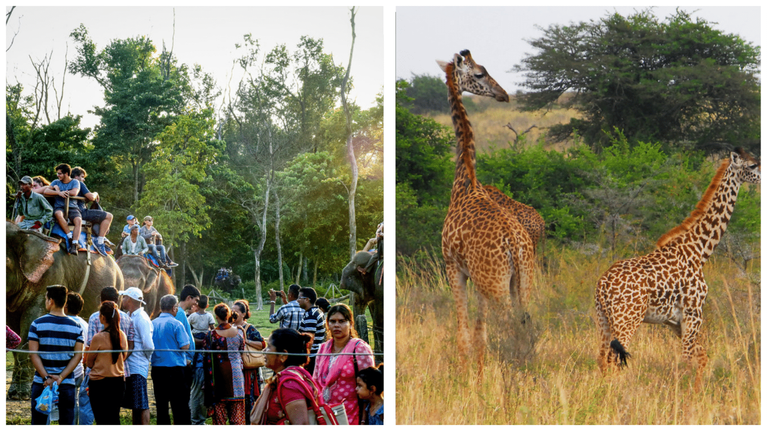 ETHICAL WILDLIFE TOURISM: Is it even possible?